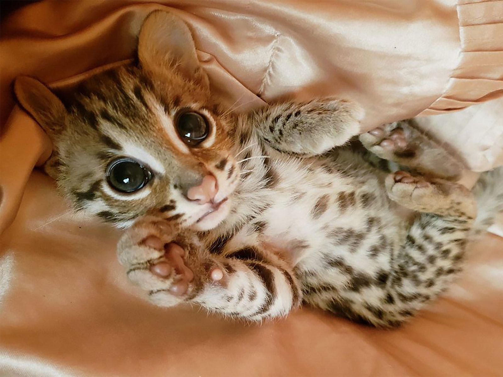 House Leopard Bengals