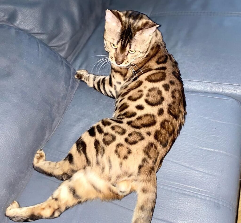House Leopard Bengals