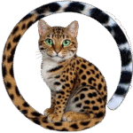 House Leopard Bengals